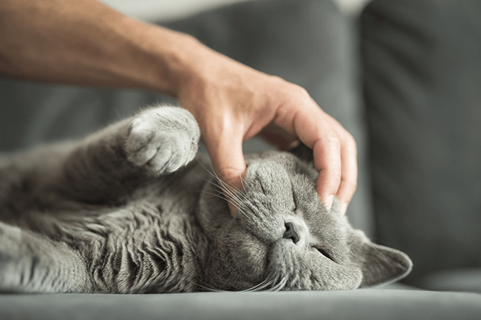 Cat itchy skin - Your cat scratches itself - Your Cat's Skin - Douxo S3 UK