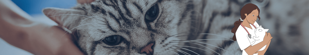 Hyperthyreose bei Katzen | Amodeus DE
