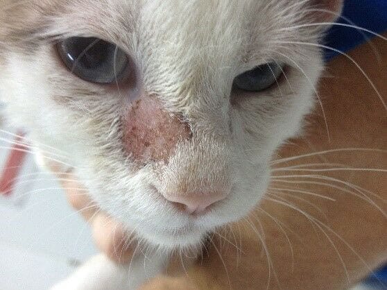 Queda de pelo em gatos - Alopecia felina - Pele do gato - Douxo S3