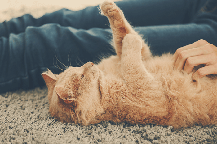Miliary dermatitis in cats - Your Cat's Skin - Douxo S3 UK