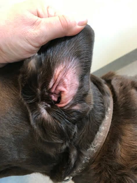 Atopic dermatitis in dogs / Skin Allergies - Your Dog's Skin - Douxo S3 UK