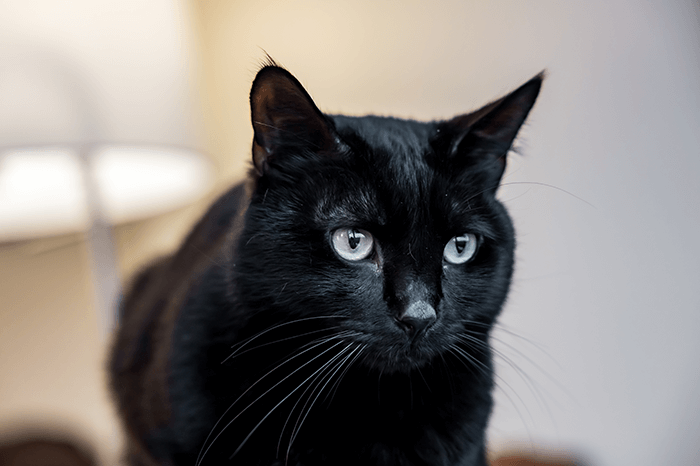 Queda de pelo em gatos - Alopecia felina - Pele do gato - Douxo S3