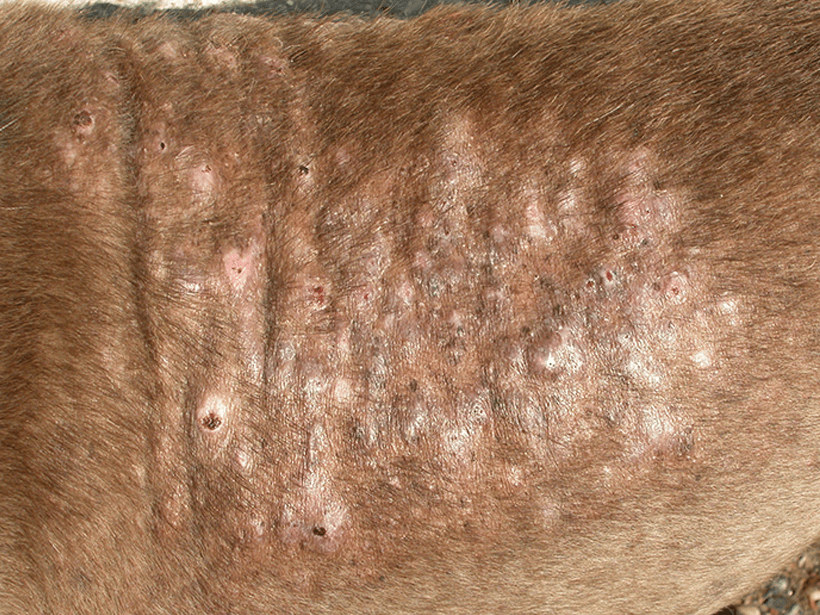 Bacterial Skin Infection in Dogs: Pyodermas - Your Dog's Skin - Douxo S3 UK