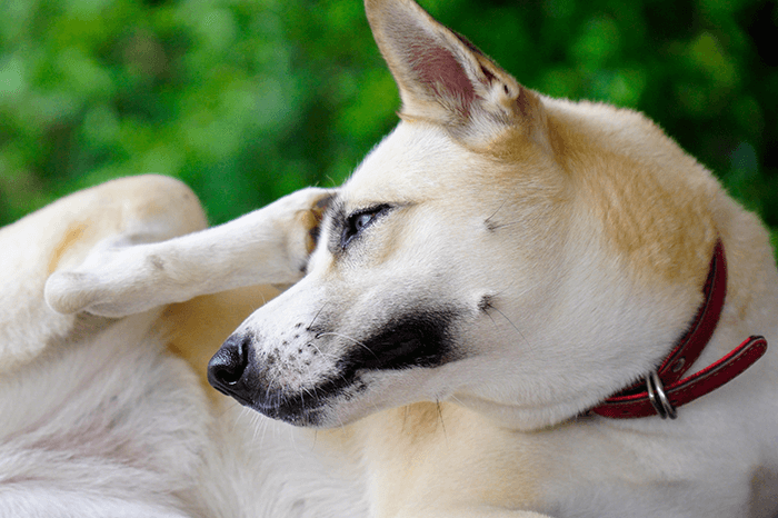 Kliar det på din hunds hud? | Pet Skin Care