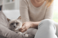 Miliary dermatitis in cats - Your Cat's Skin - Douxo S3 UK