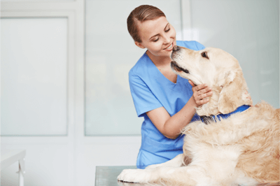 Dermatita fungica (Malassezia) la câini - Pielea cainelui tau - Douxo S3