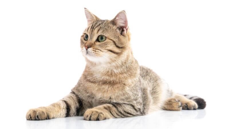 Cat’s fur feel greasy - Oily cat fur - Your Cat's Skin - Douxo S3 UK