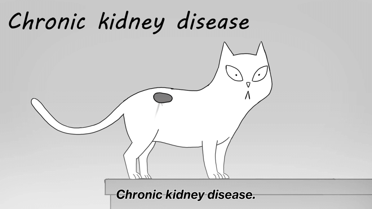 Chronic Kidney Disease in cats | Symptoms, diagnosis | Amodeus UK