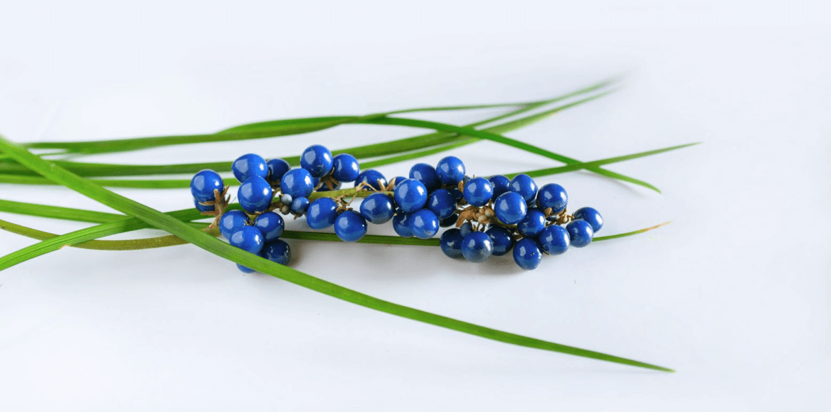 DOUXO Dog & Cat Skin Hygiene