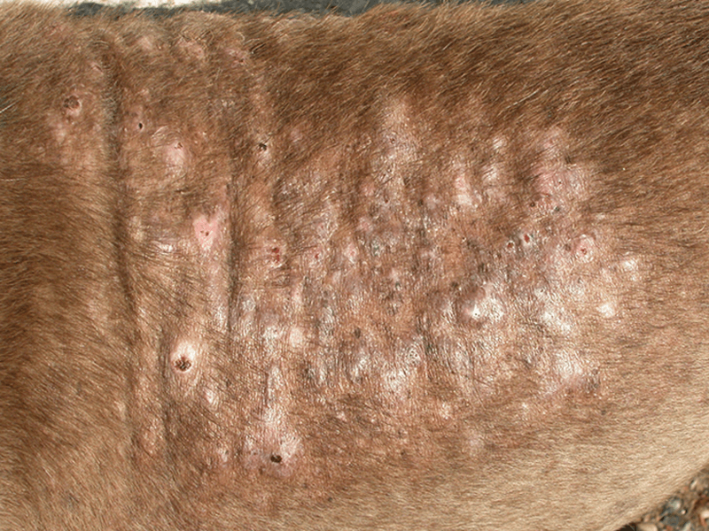 Bacterial Skin Infection in Dogs: Pyodermas - Your Dog's Skin - Douxo S3 UK
