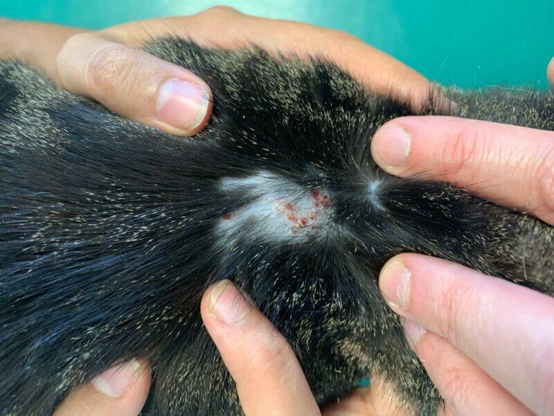 Miliary Dermatitis In Cats Your Cats Skin Douxo S3 Uk