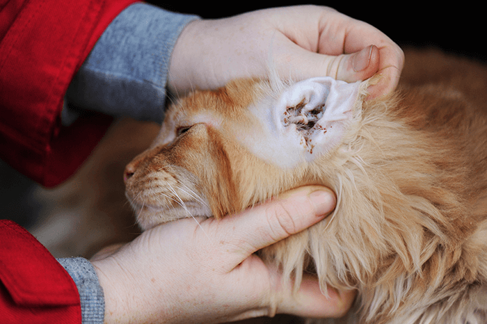 Skin infections in cats - Your Cat's Skin - Douxo S3 UK