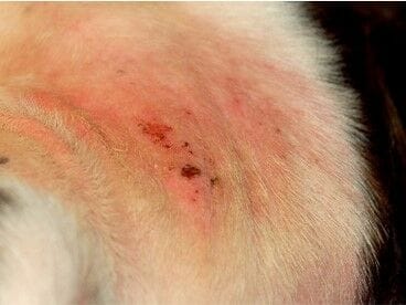 Bacterial Skin Infection in Dogs: Pyodermas - Your Dog's Skin - Douxo S3 UK