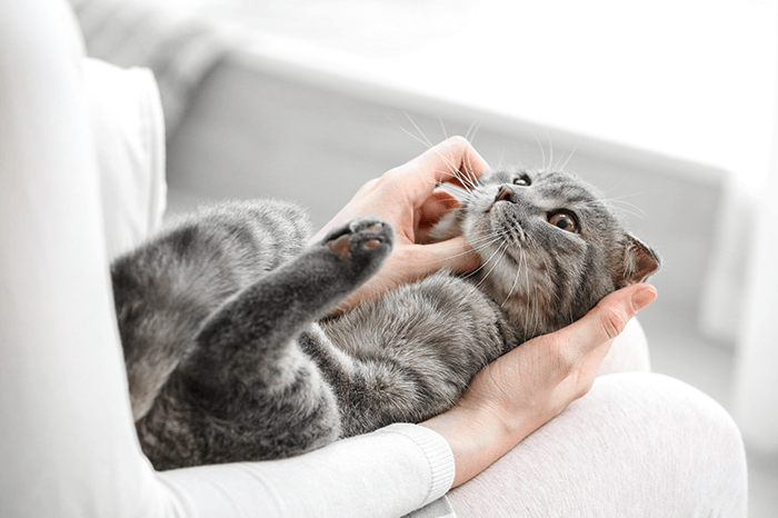 Queda de pelo em gatos - Alopecia felina - Pele do gato - Douxo S3